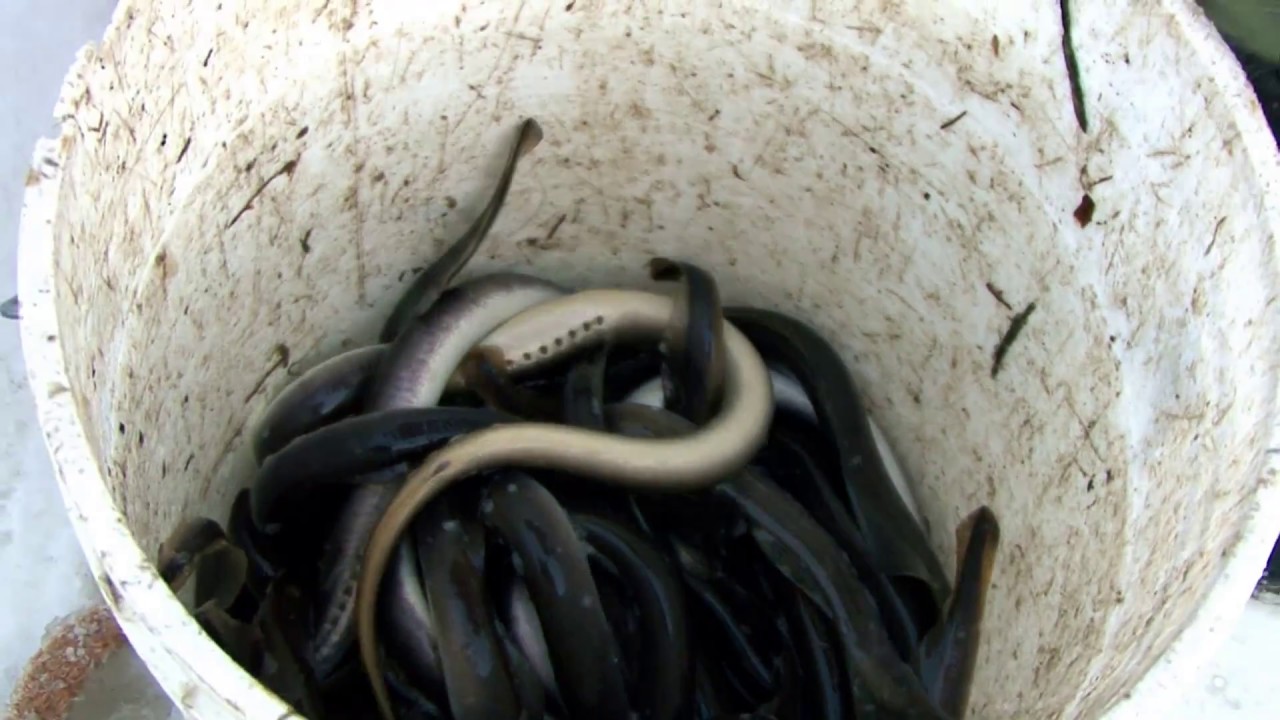 Novembrikuu kala - veeloom jõesilm - YouTube