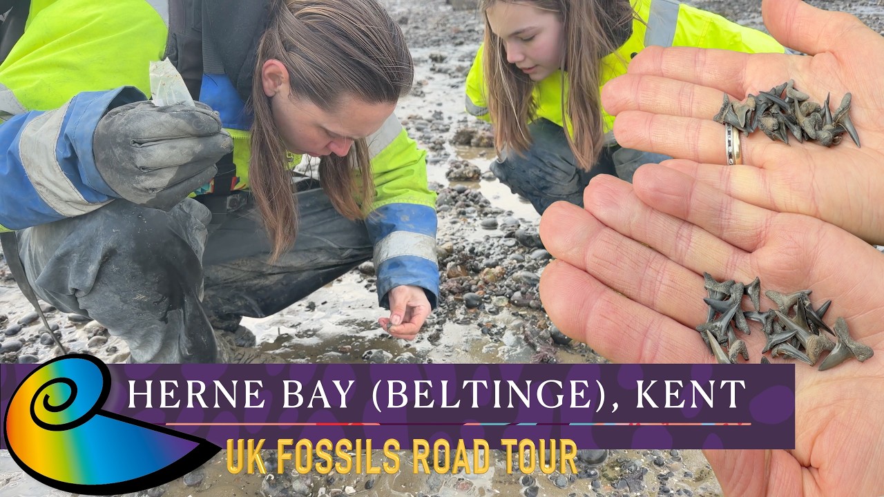 Fossil Hunting at Herne Bay (Beltinge), Kent | UK Fossils Road Tour ...