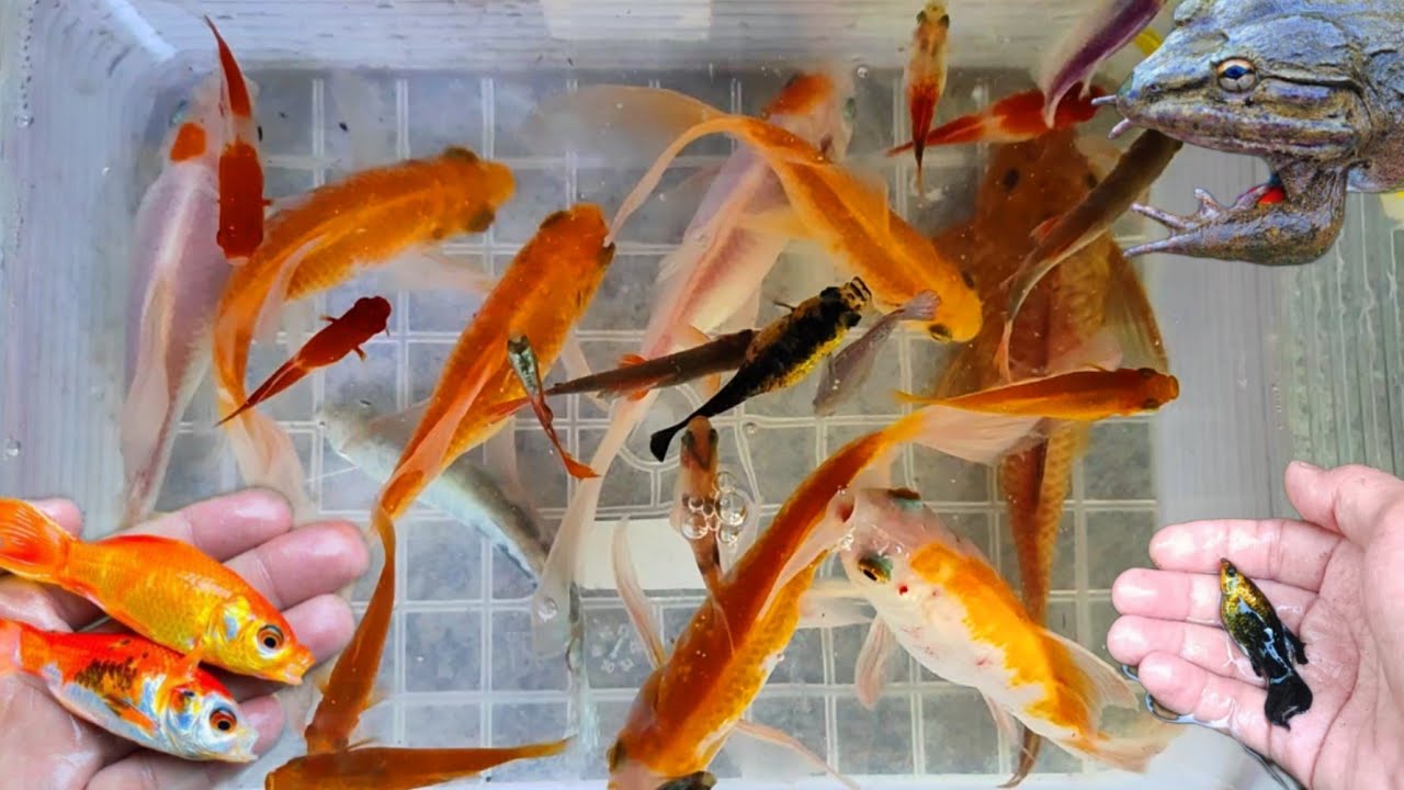 Finding colorful ornamental fish, betta fish, koi fish, channa, manfish ...