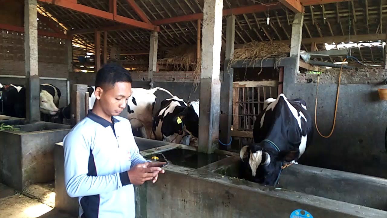 UNTUNG MELIMPAH USAHA SAPI PERAH DI MAGETAN ....(part 2) - YouTube