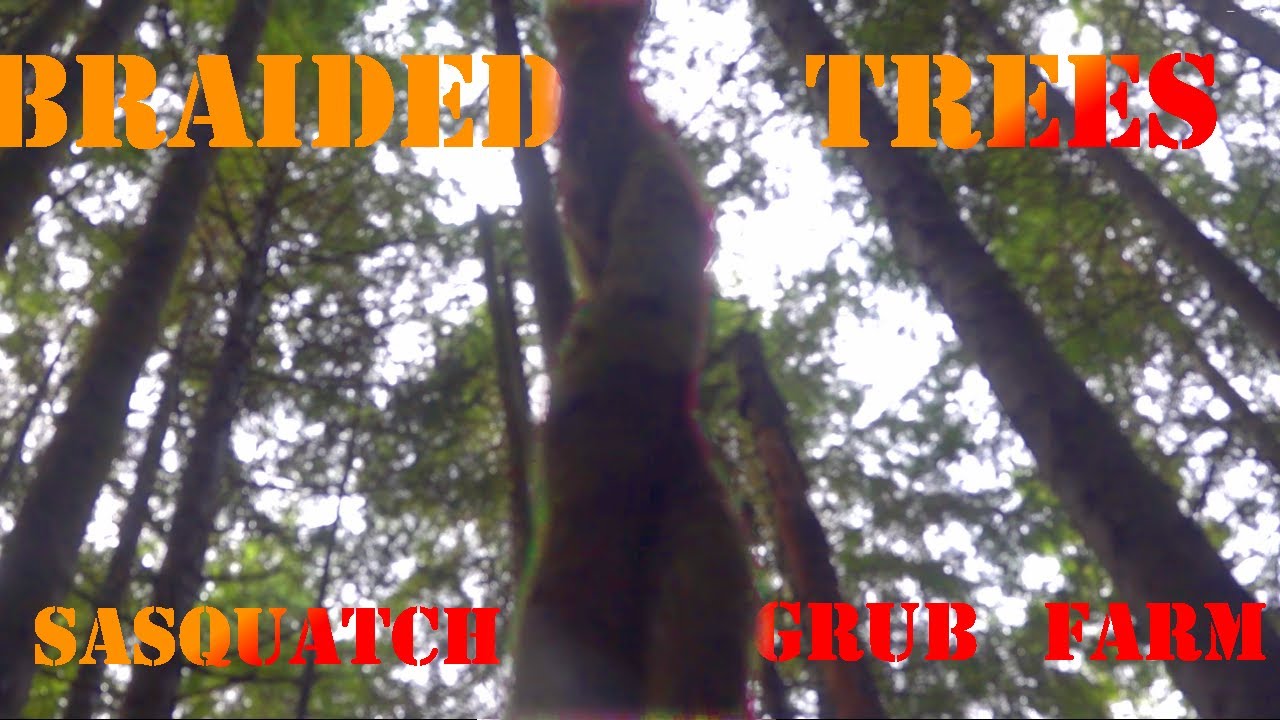 Hundreds of Upside-Down Trees! - YouTube