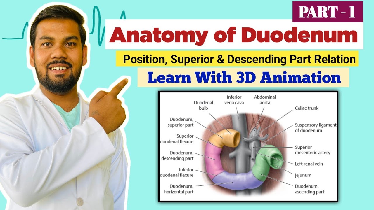 Duodenum Anatomy: Peritoneal and Visceral Relations |1st & 2nd Part ...