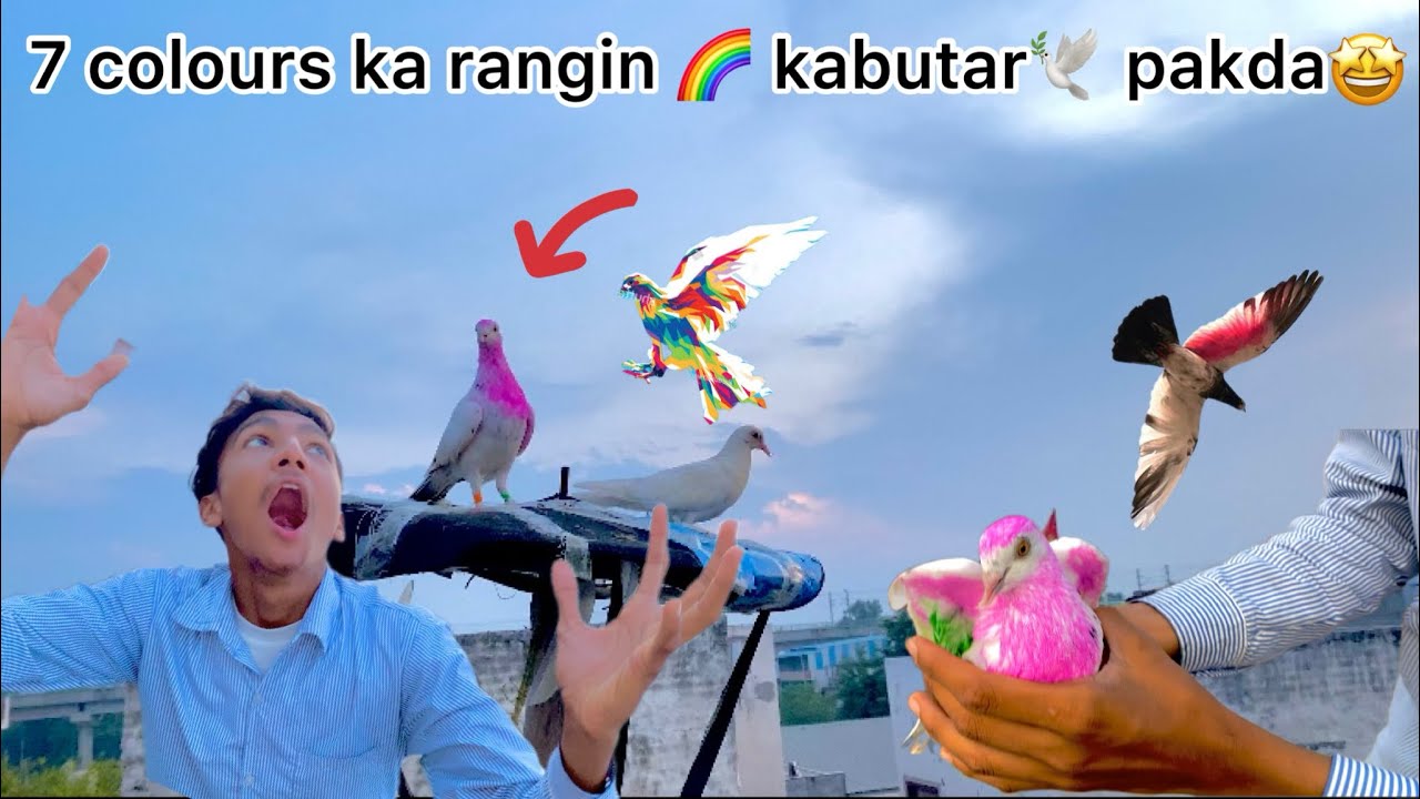 7 colours ka rangin 🌈 kabutar 🕊️pakda🤩 !! Try to catch colour full ...
