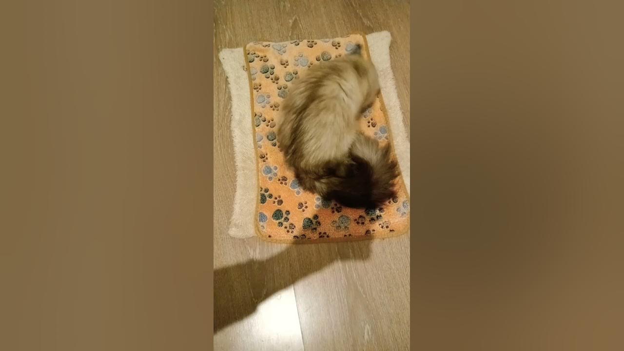 My cat is playing with catnip and having fun! - YouTube