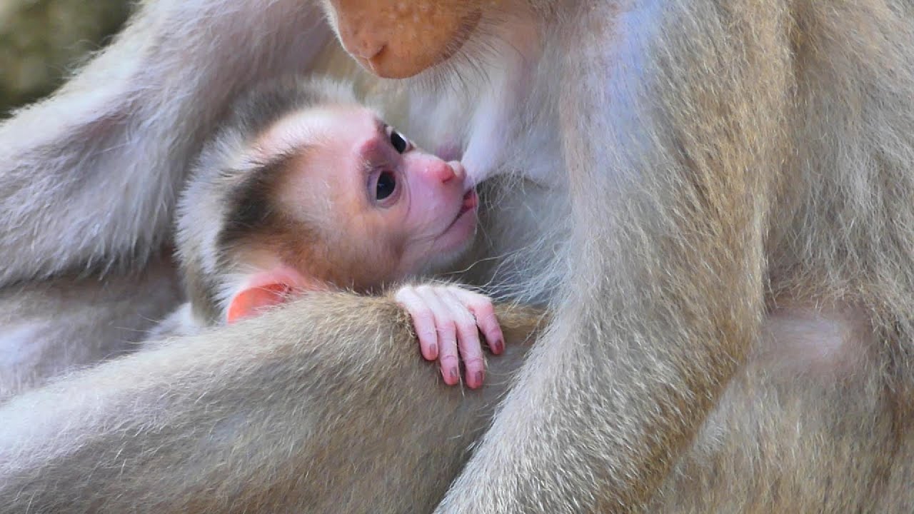 What's the Real Reason Behind Baby Monkey Behavior in the Jungle - YouTube
