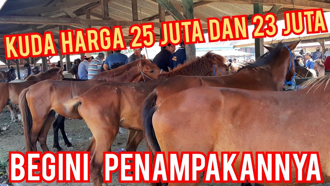 BEGINI PENAMPAKAN KUDA HARGA 25 JUTA DAN 23 JUTA | PASAR KUDA PART 80 ...