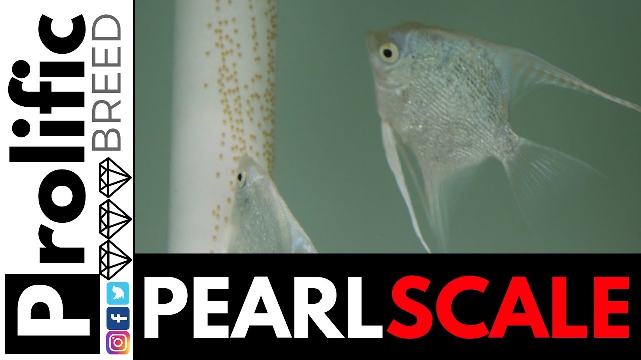 PEARL SCALE PLATINUM ANGELFISH SPAWN BREEDING - YouTube