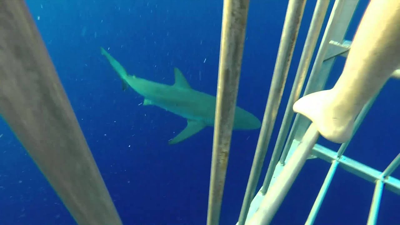 Shark Encounters - YouTube