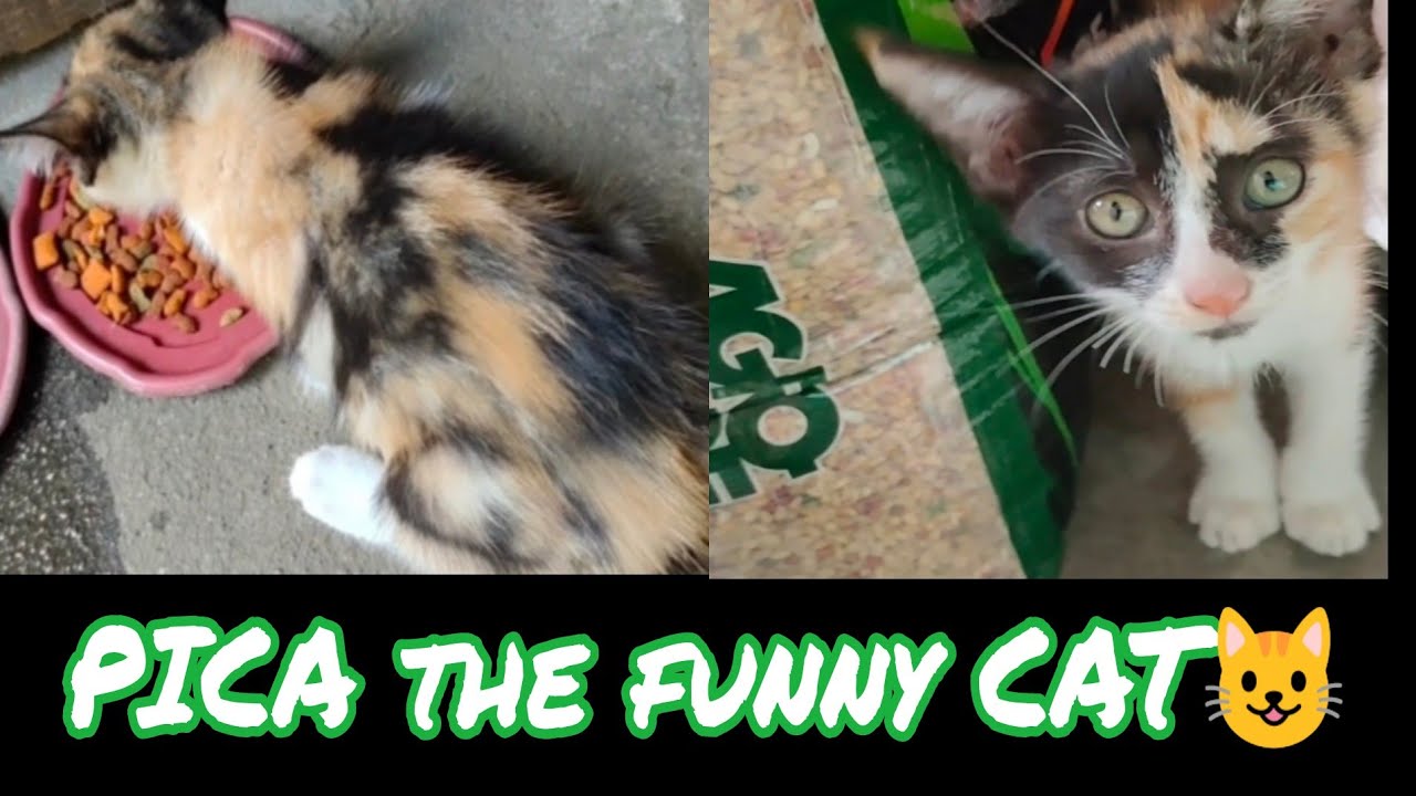 my new pet/PICA the funny cat 😺🐈 - YouTube