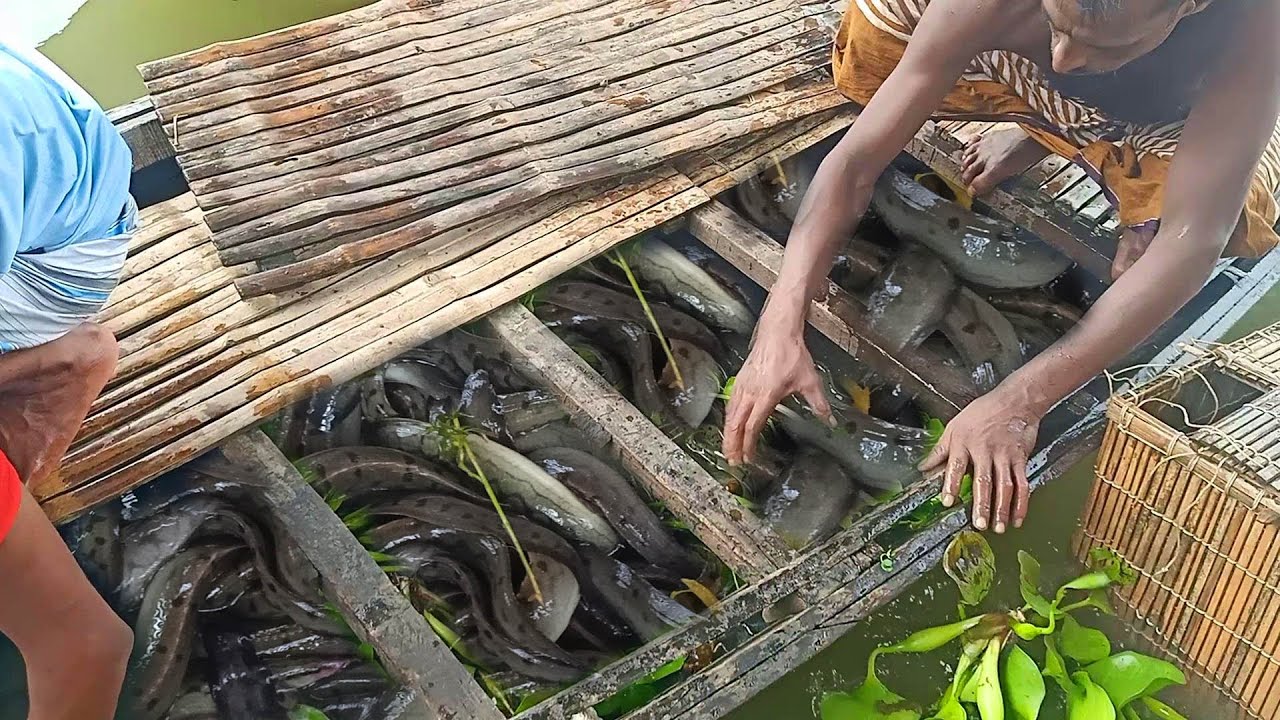 Old Traditional Fishing Video। Primitive Fishing Rainy Season After ...