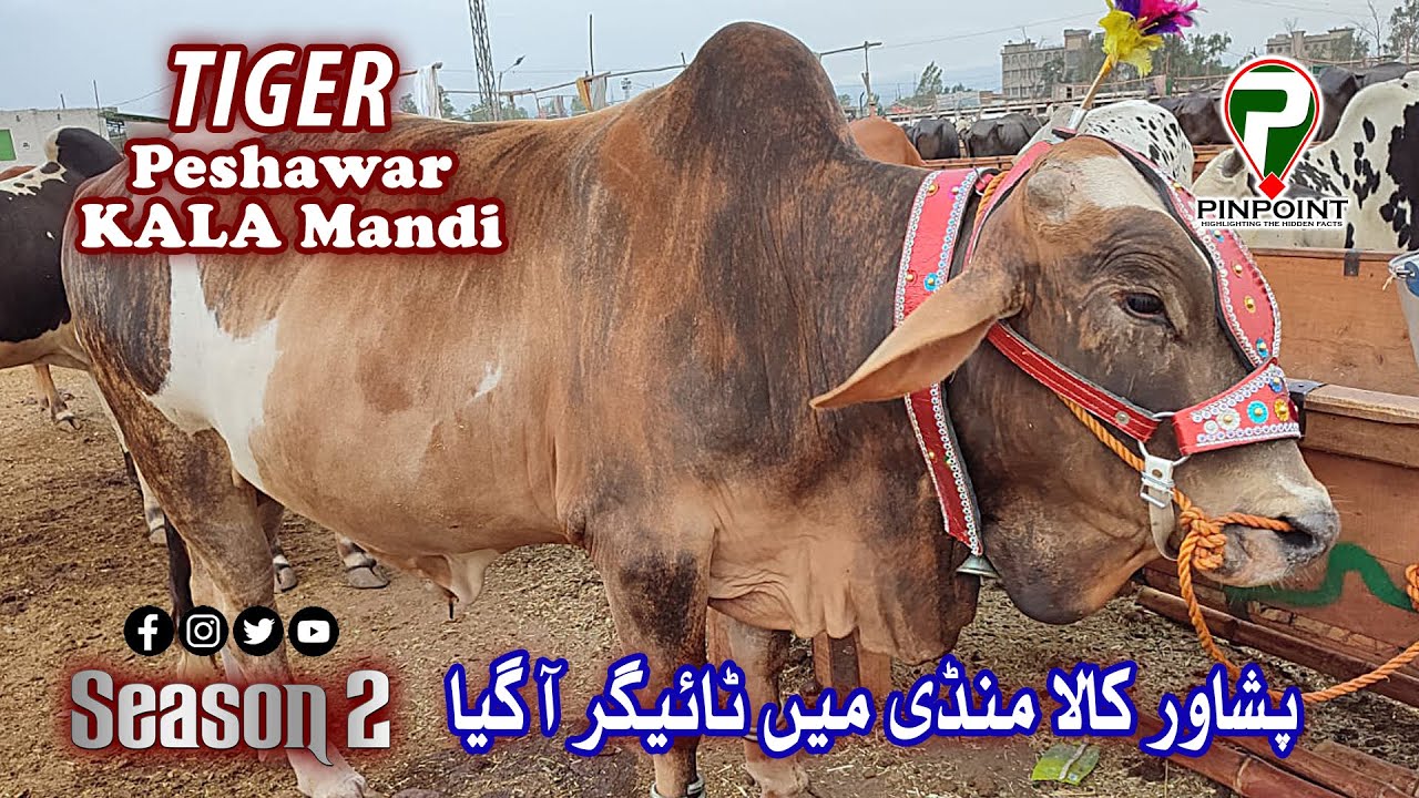 Peshawar KALA MANDI | TIGER AA GAYA Hay | Exclusive | 23 June 2022 ...