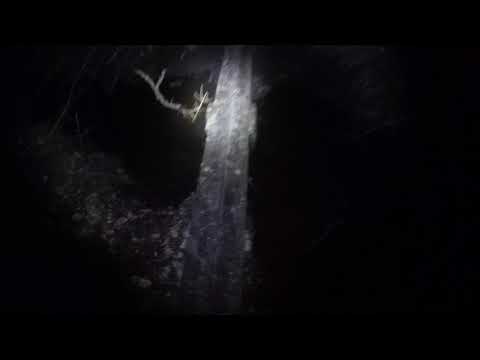 Night Running in the Woods