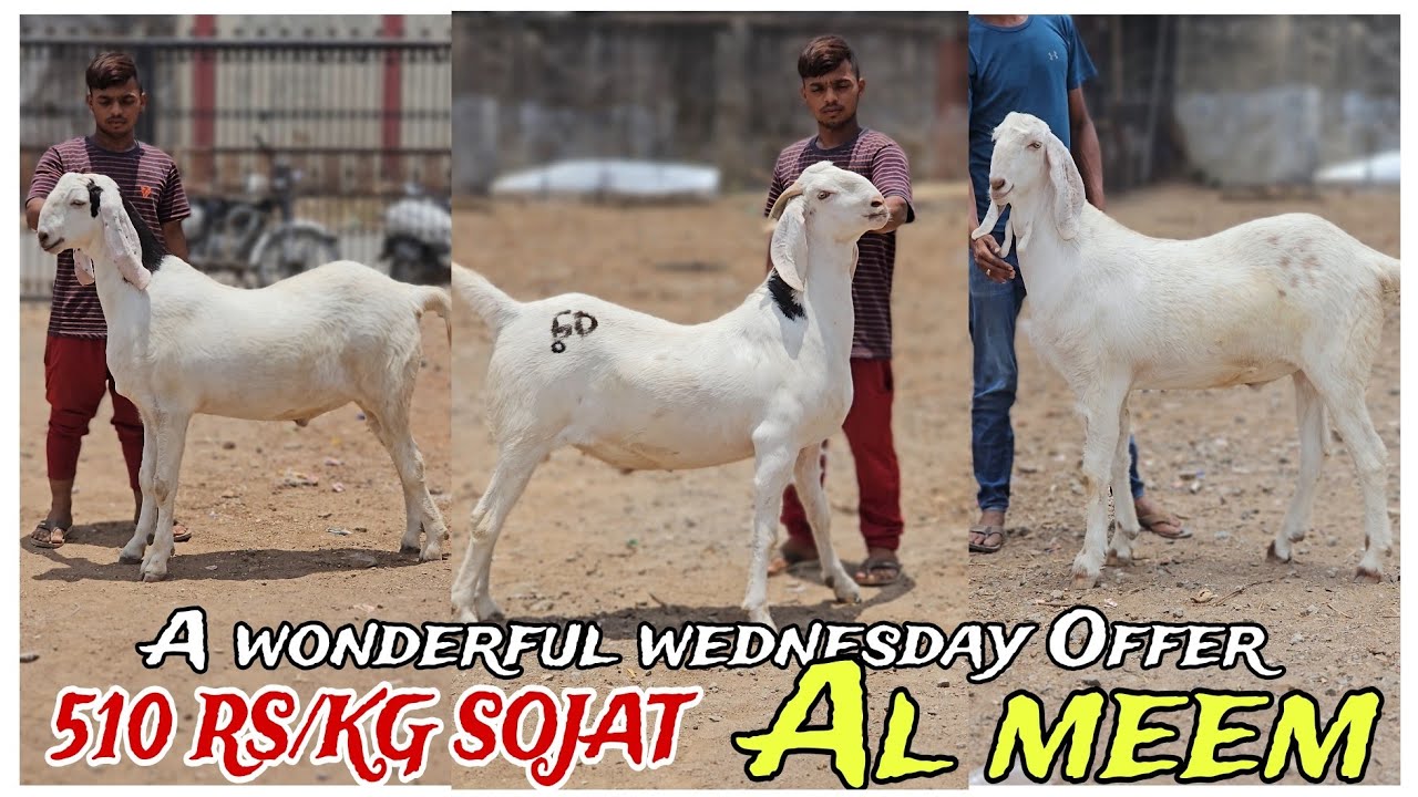 AL MEEM GOAT FARM | 510 RS/KG FLAT | SURAT, KATHOR | SOJAT KHASSI - YouTube