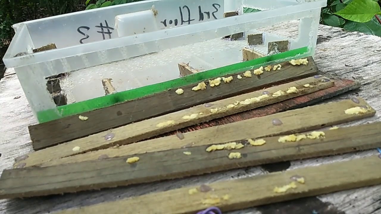 Part 3. Bsf consistent successfull breeding set up - YouTube