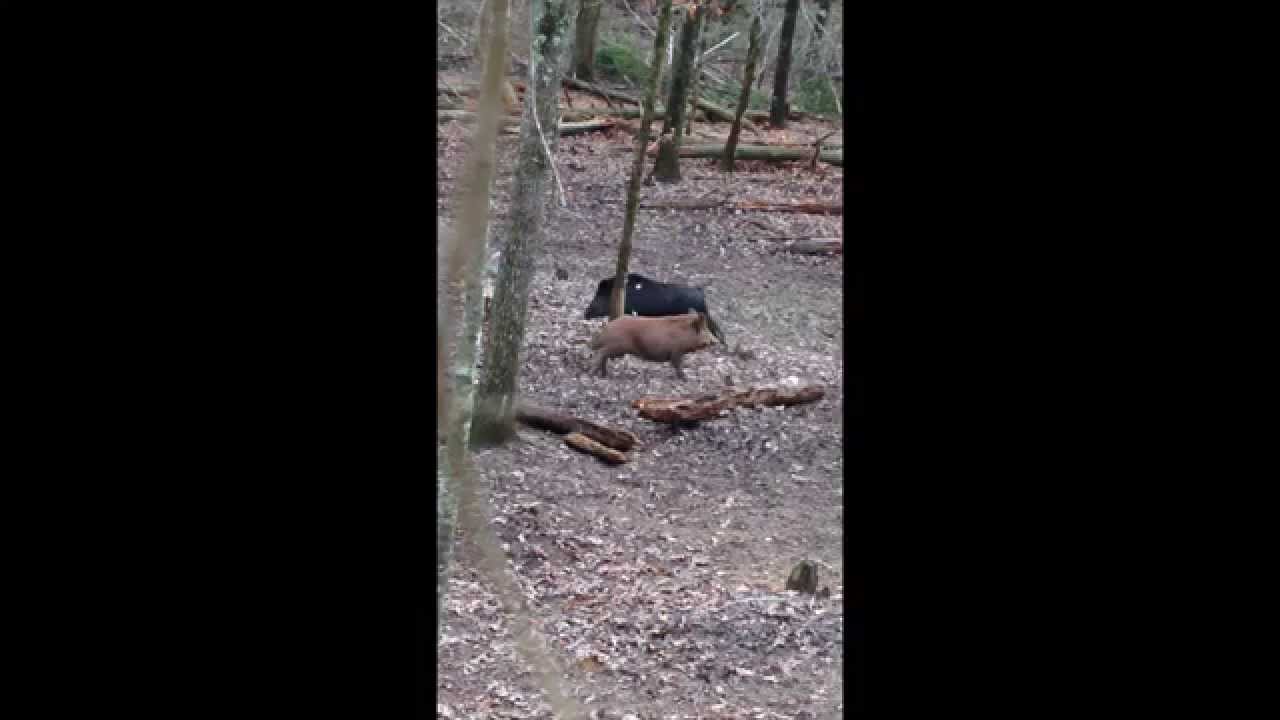 Bow Hunt @ Spartan Hunting Preserve - YouTube