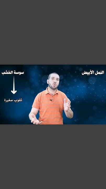 الفرق بين سوسة الخشب والنمل الأبيض سوسةالخشب النملالأبيض بقالفراش اكسبلور معلومات Youtube
