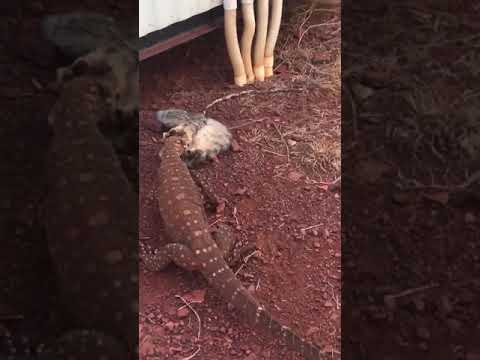 Goanna vs Feral Cat #onlyinaustralia - YouTube