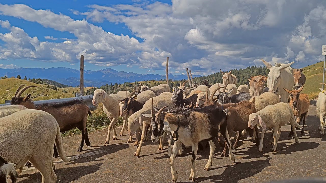 Worlds most popular breeds of sheep, mule and wild goats in Italy A ...