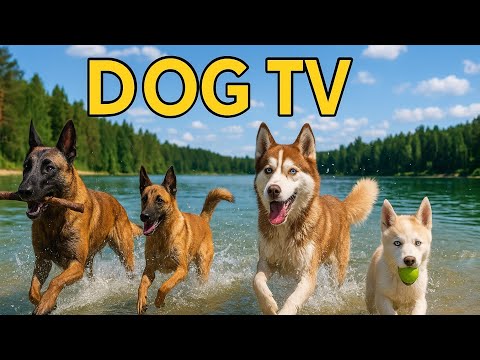 DOG TV – Vidéo relaxante et de stimulation pour chien seul à la maison 🐾