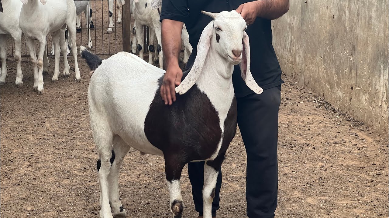 Only one goat yard 80-85 gujri goat for sale contact Nahid-9702142727 ...
