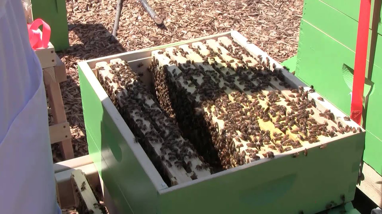 Bee Vlog #26 - May 12, 2012 - Part 2, Pyramid up - YouTube