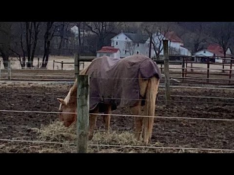 Grey Muzzle Manor at Saddlecreek Farm Reveal - YouTube