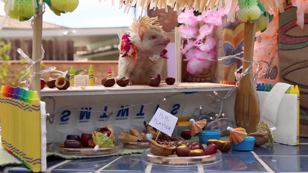 Behind the Scenes: Tiny Hamster's Tiny Tiki Party - YouTube