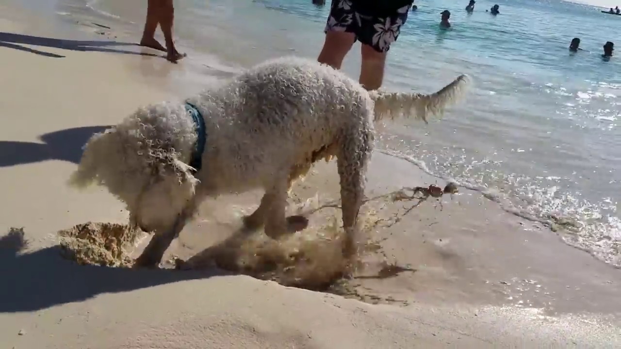 Topher, WORLDS most famous dog - Grand Turk - YouTube