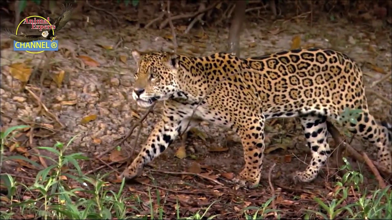 Jaguar Attacks Caiman Crocodile with a Skull Crushing Bite in HD. - YouTube