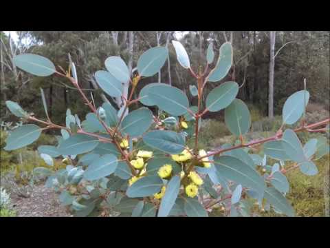 The Perfect Australian Native Garden - Benzie Estate Barongarook ...