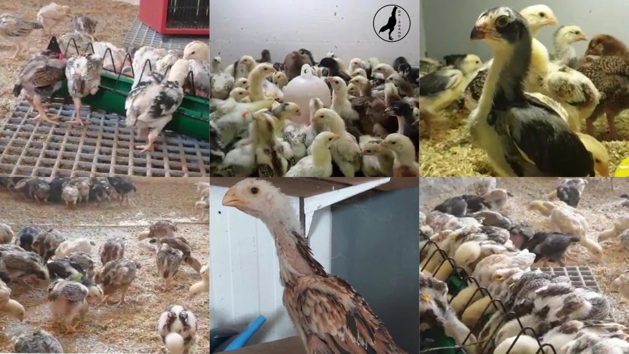 Professional chick rearing in germany - YouTube