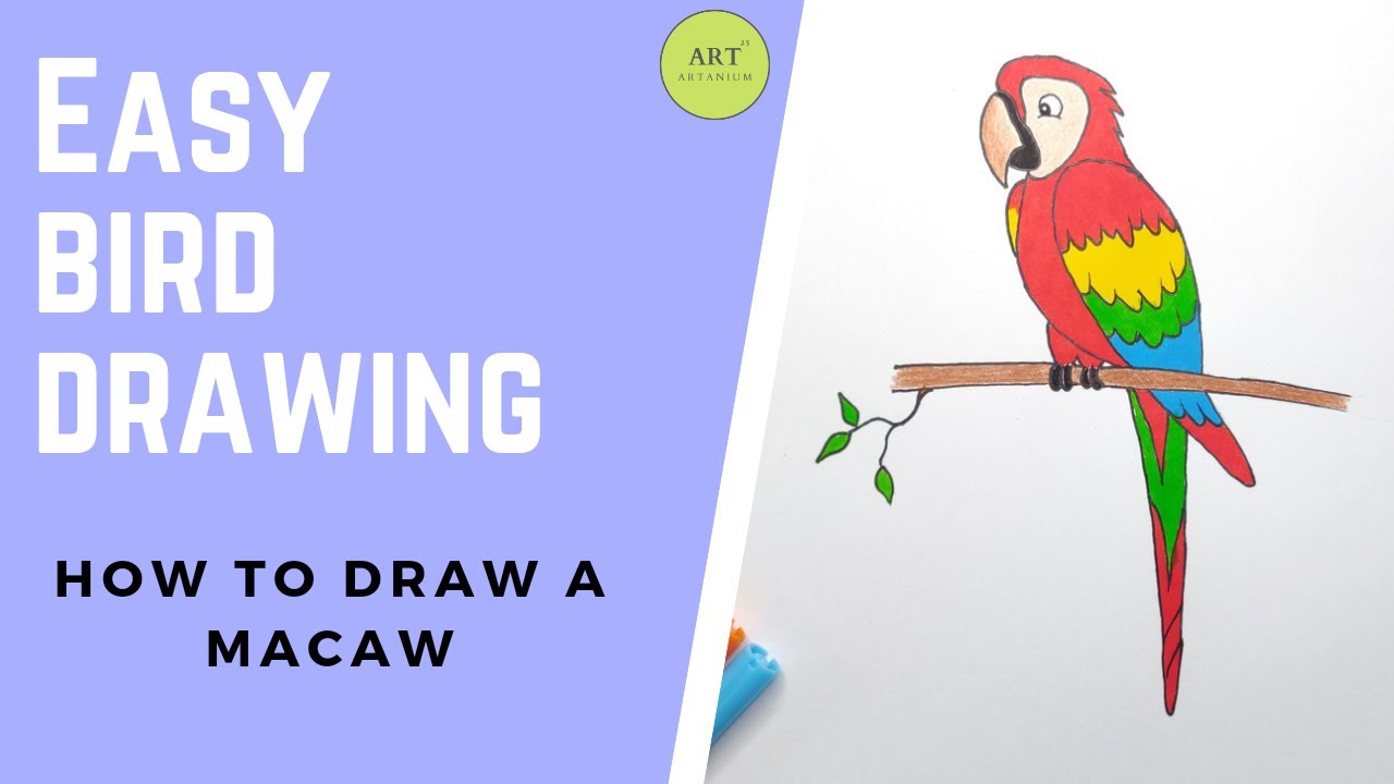 How To Draw A Macaw Bird | Easy Step By Step Drawing For Beginners ...