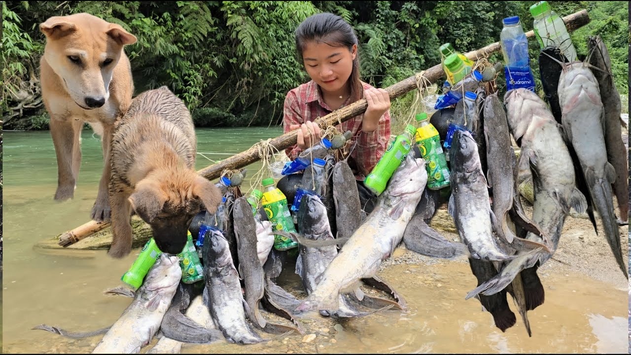 Young Vietnamese girl and two dogs catch fish for a living - ha thi ...