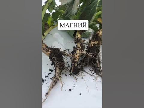 #микроэлементы #озимый рапс #полидон - YouTube
