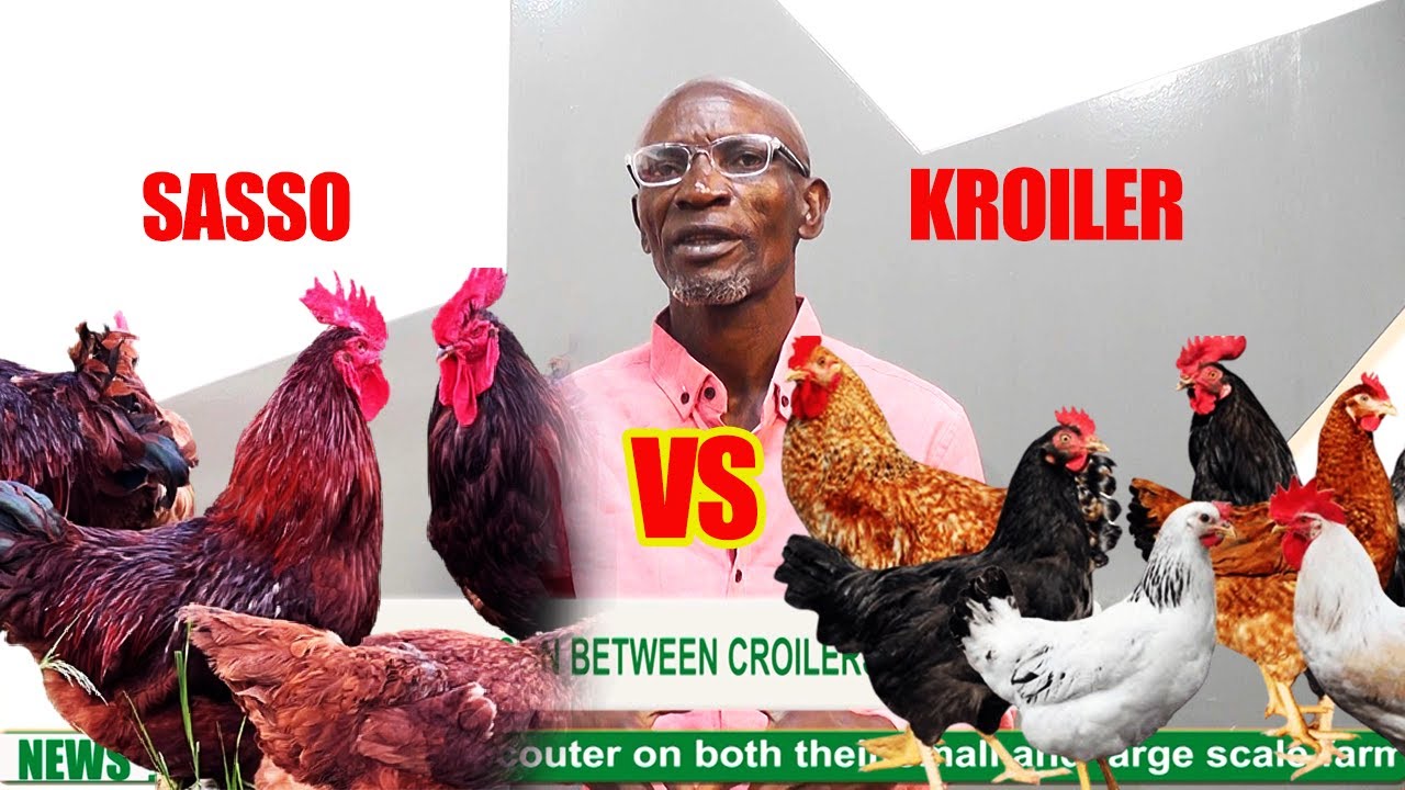 REASONS WHY KROILER IS THE BEST FOR POULTRY BUSINESS AND MONEY MAKING ...