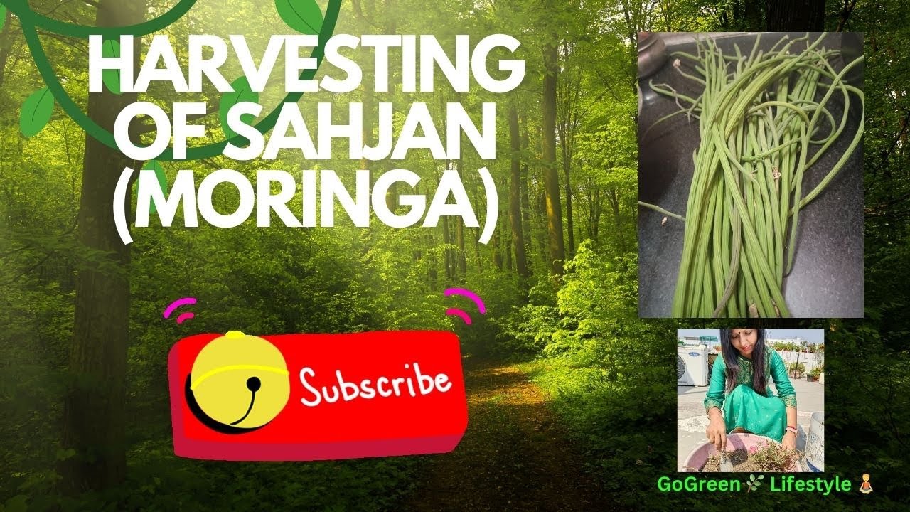 Harvesting of sahjan 🌿🌹🌿 - YouTube