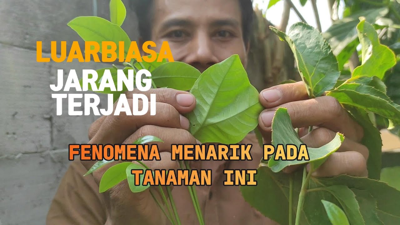 JARANG TERJADI!! TIDAK SEMUA DAUN TUMBUH DAN MEMBENTUK RUPA SEPERTI INI ...