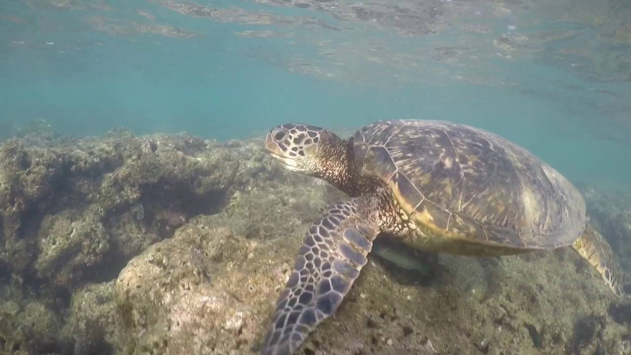 Kauai Turtles - YouTube