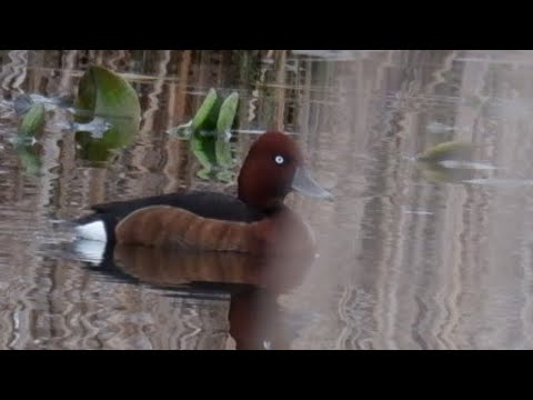KISA BİR GÖL GEZİSİ , ÖRDEK , SU TAVUĞU ,SAZ HOROZU,SAKARMEKE