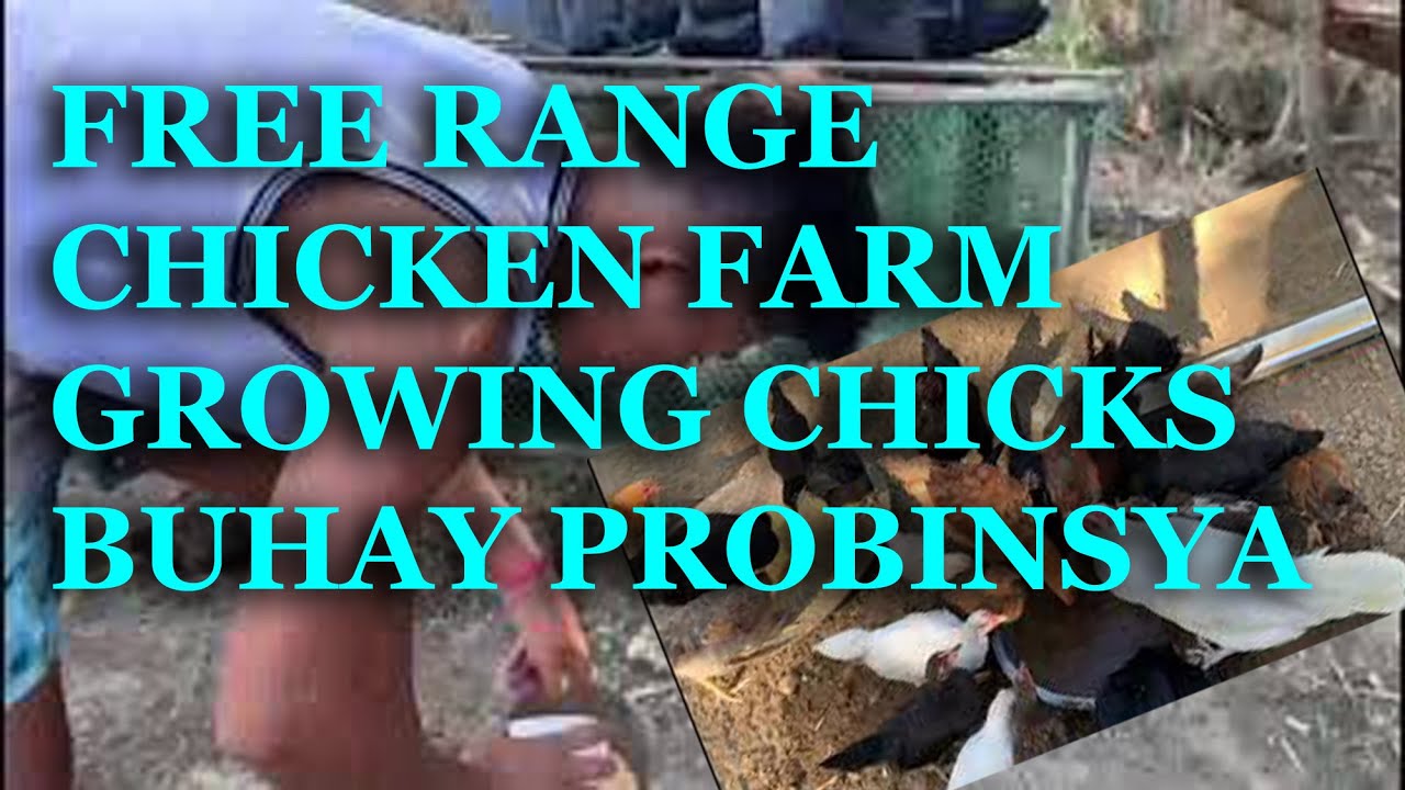 STARTING A FREE-RANGE CHICKEN FARM | GROWING CHICKS #buhayprobinsya # ...