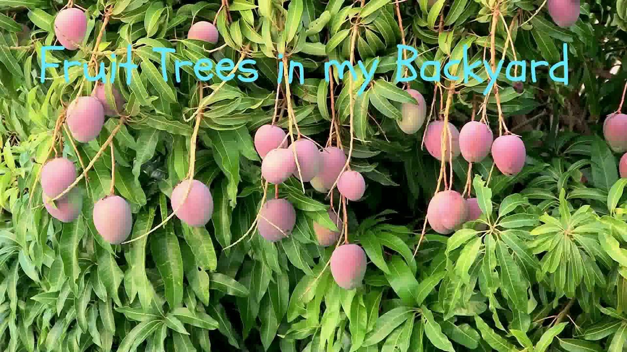 Landscape Design With Fruit Trees - YouTube
