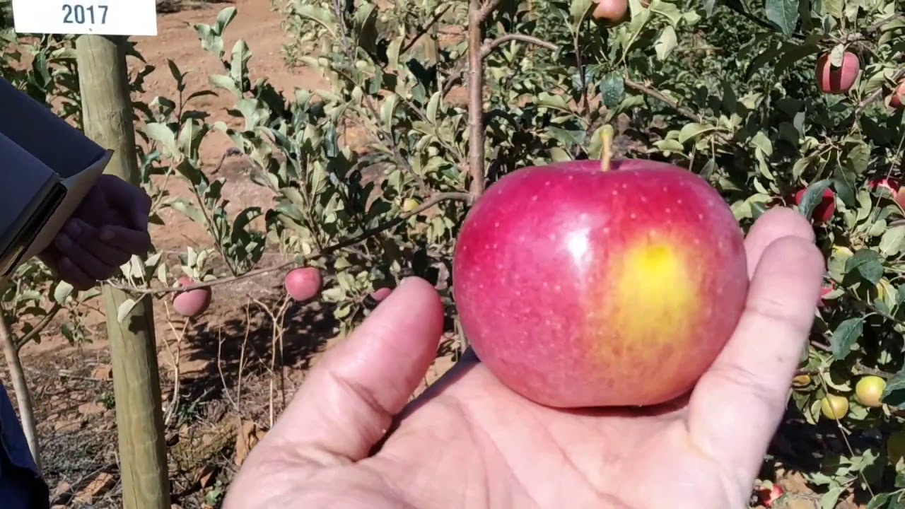 Ben Dor Fruits - YouTube