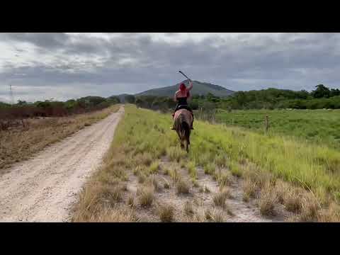 Hard Pony Riding #horseriding #ponyriding #spurs #whip #hardriding #Reiten #Équitation