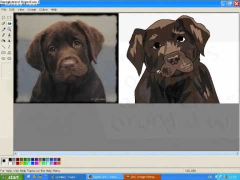 drawing of a cute chocolate lab pup - YouTube