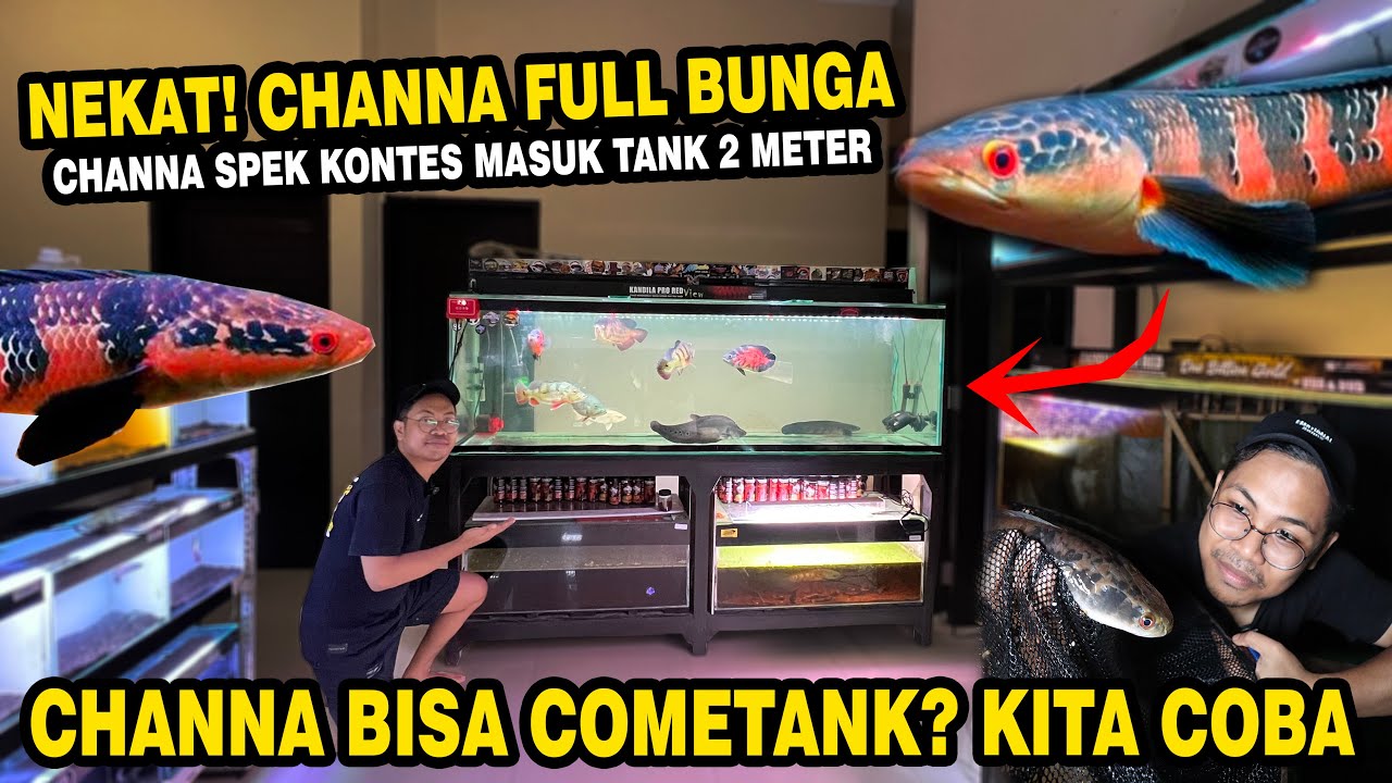 NEKAT!! COBA COMETANK CHANNA FULL BUNGA DI TANK 2 METER - YouTube