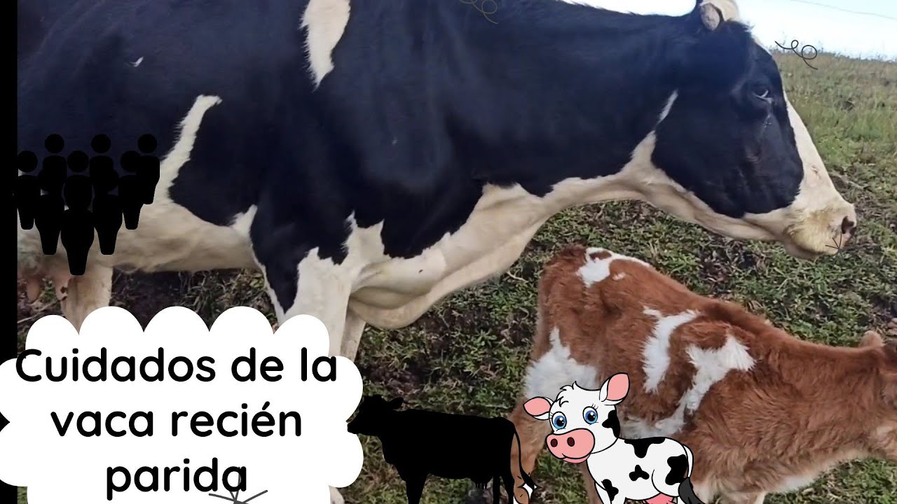 CUIDADOS ECONÓMICOS DE LA VACA RECIEN PARIDA / GANADERO INEXPERTO - YouTube