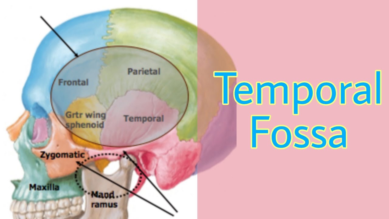 Temporal Fossa | Boundaries and Contents | Temporal Region | Head and ...
