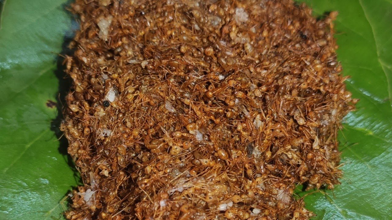 red ant chutni recipe/kurkut chutni/demta chutni/haoo chutni ...