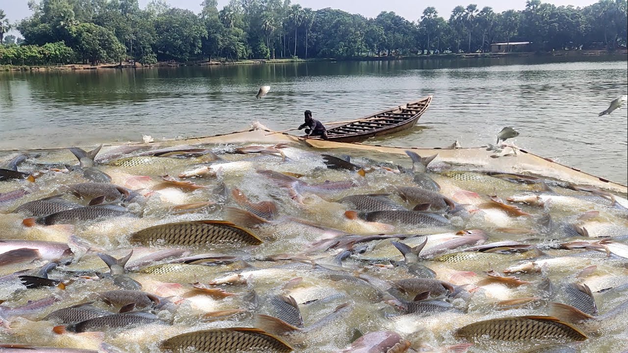 Almost 10 Ton Catching By Cast Net Fishing | Traditional Big Fish Catch ...