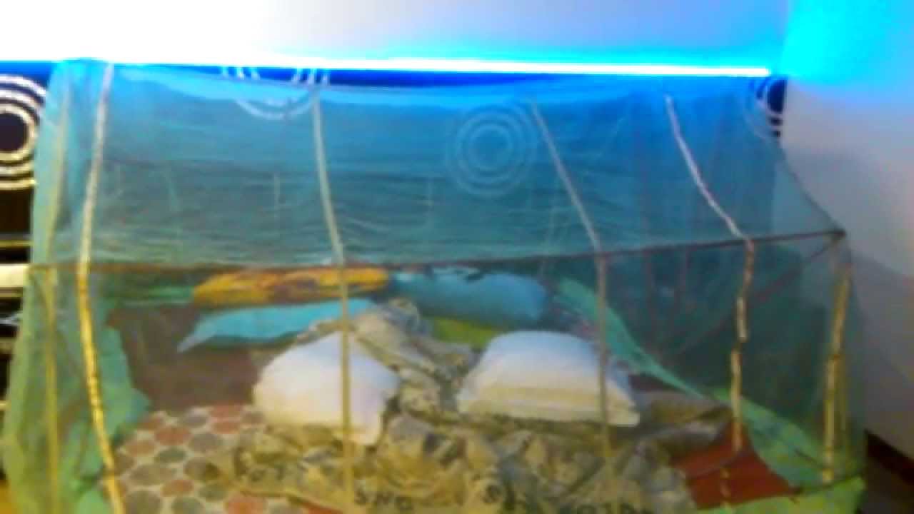 machar dani 1 - YouTube